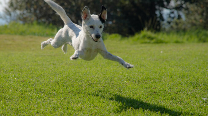 The Benefits of Exercise for Your Pets: How to Keep Your Pets Active ...