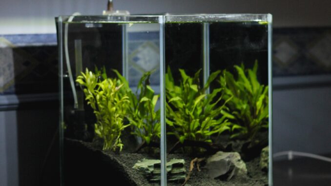 The Ultimate Guide to Setting Up a Fish Tank: A Step-by-Step Tutorial