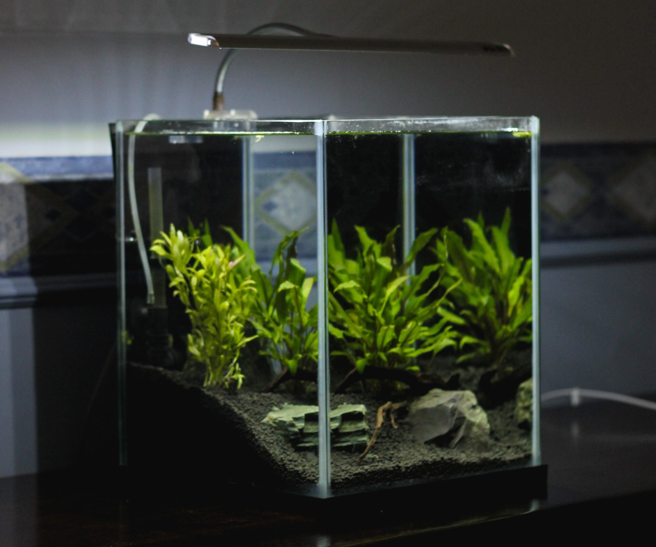 The Ultimate Guide to Setting Up a Fish Tank: A Step-by-Step Tutorial