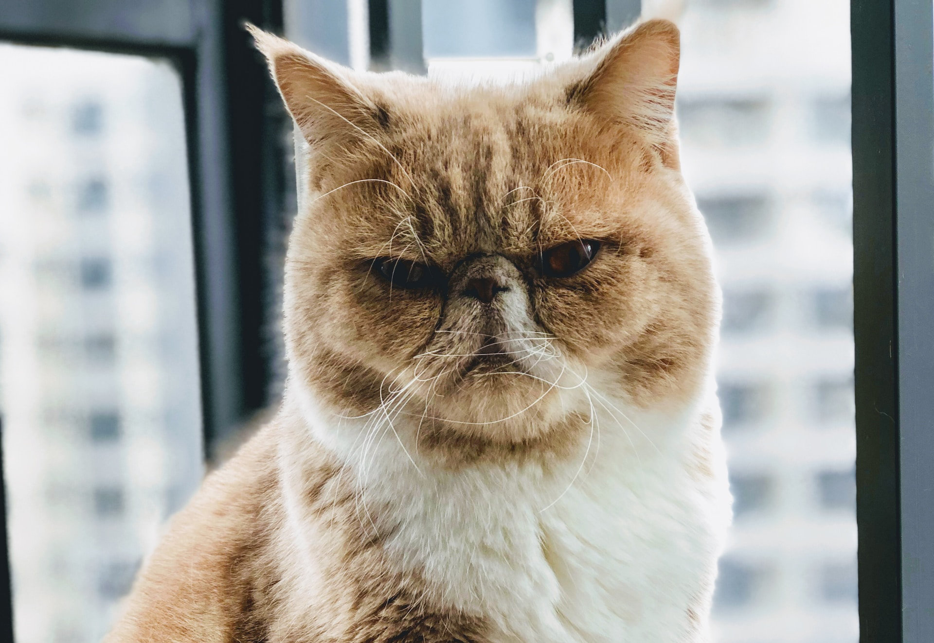 Cat Behaviour Decoded: Understanding Your Feline Friend’s Body Language ...