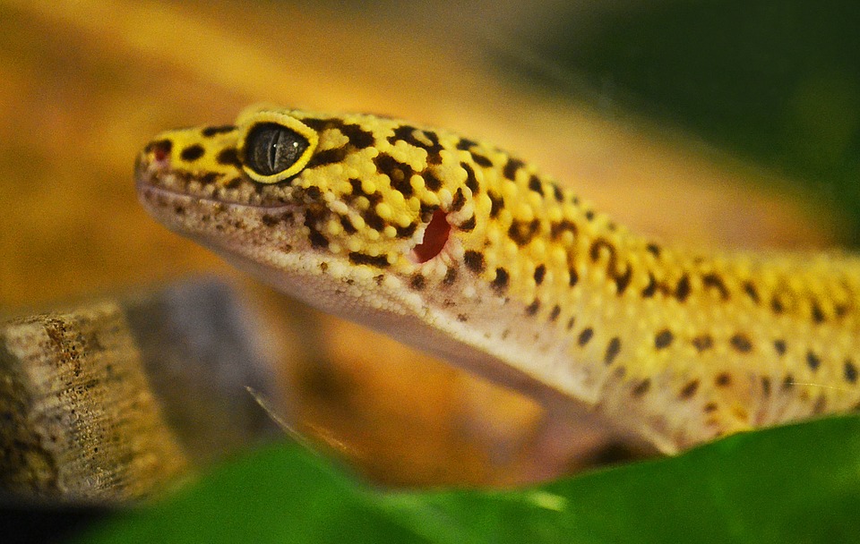 Your beginners guide to keeping Geckos | MyPetNet