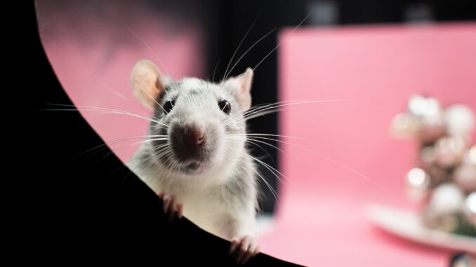 Creating a Mouse Paradise: The Ultimate Guide to Pet Mouse Care